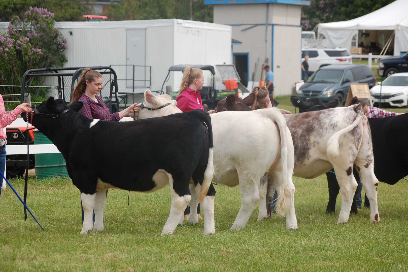 Beef and Dairy Show - Caledon Fair